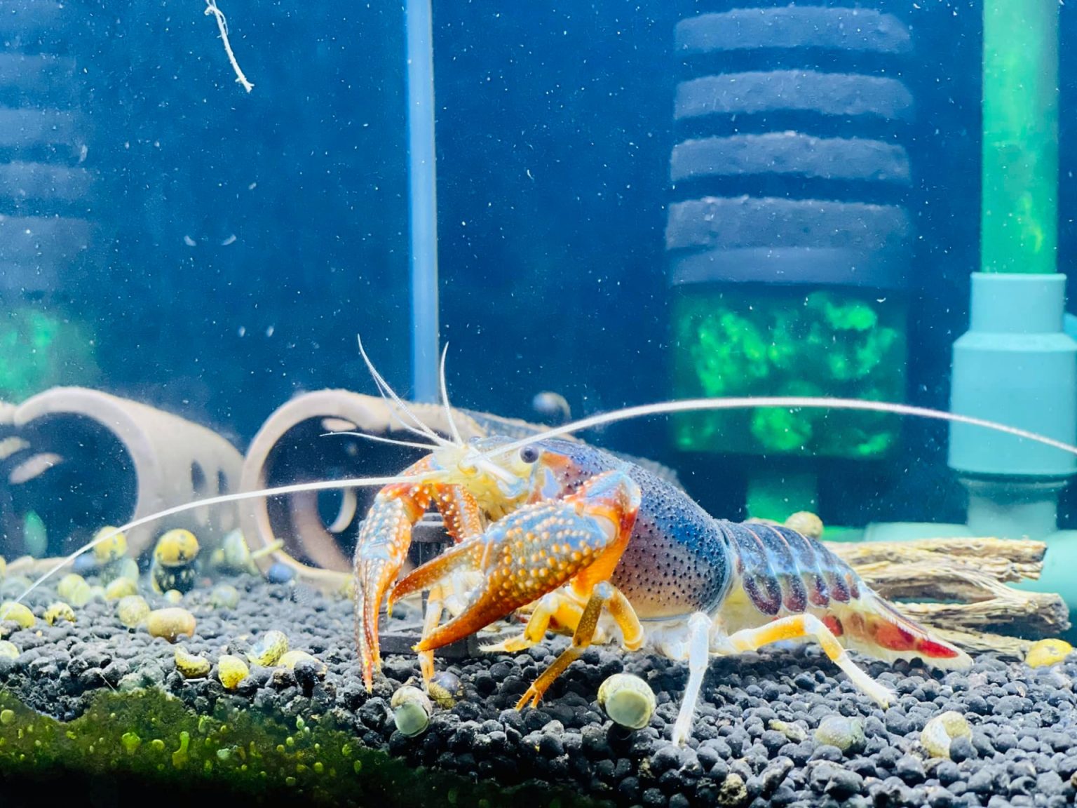 TÔM CRAYFISH - CÁI TÊN ĐANG ĐƯỢC GIỚI THỦY SINH SĂN LÙNG - DẠO BƯỚC