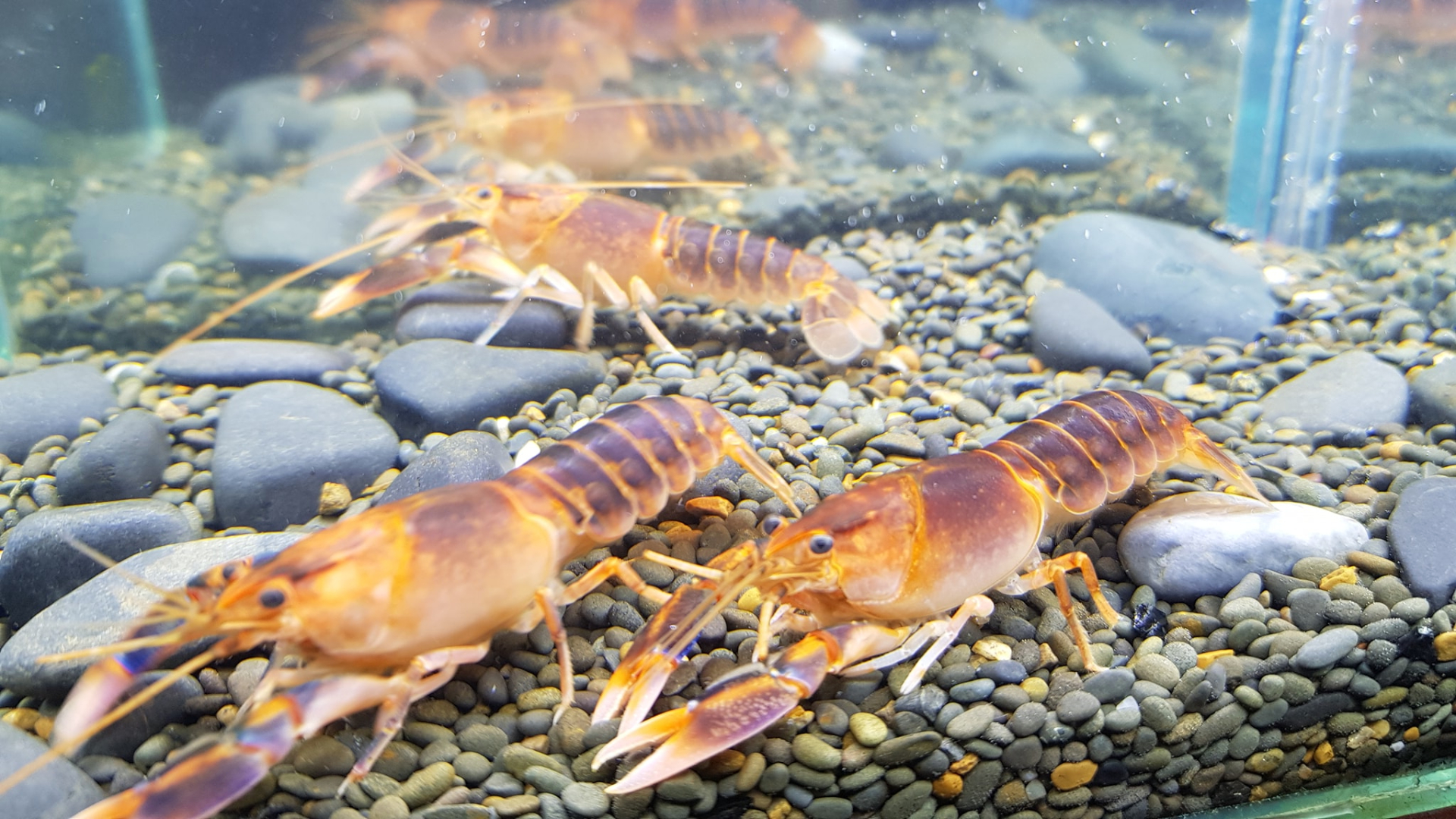 NÊN HAY KHÔNG NUÔI TÔM CRAYFISH LÀM CẢNH - DẠO BƯỚC