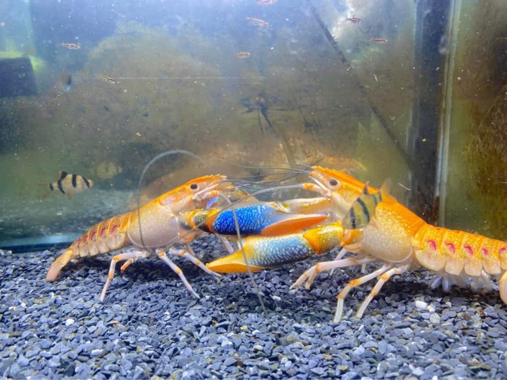 NÊN HAY KHÔNG NUÔI TÔM CRAYFISH LÀM CẢNH - DẠO BƯỚC