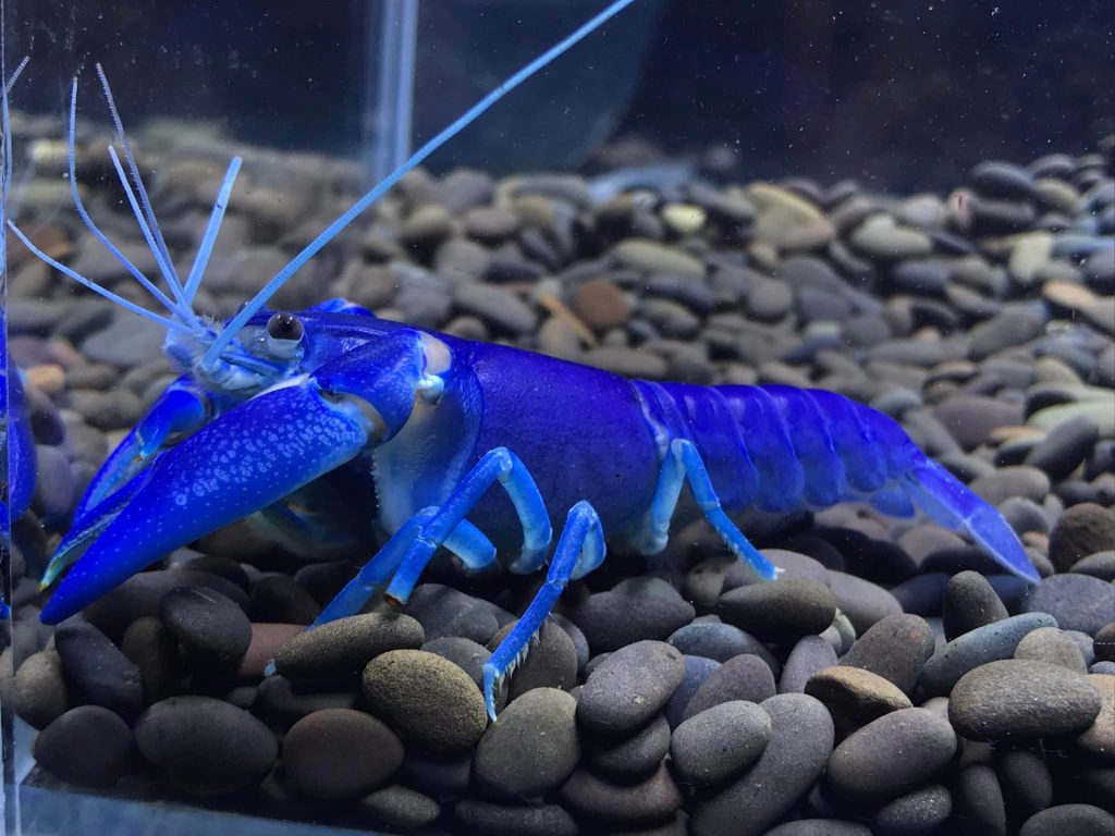 NUÔI TÔM CRAYFISH TRONG NHÀ CÓ KHÓ KHĂN KHÔNG - DẠO BƯỚC