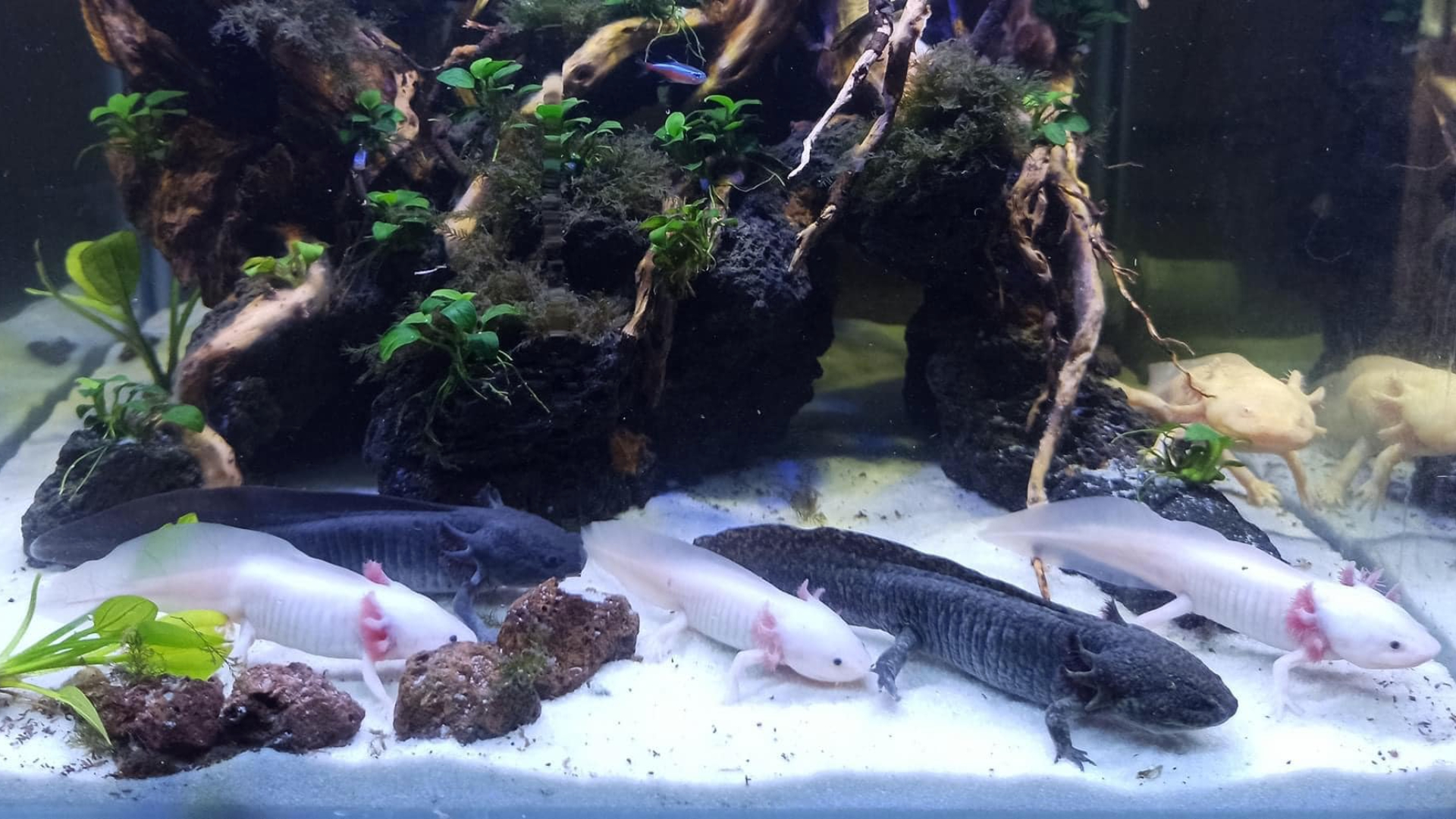 TOP 5 CÁC LOẠI THỨC ĂN CÁ AXOLOTL THÍCH - DẠO BƯỚC